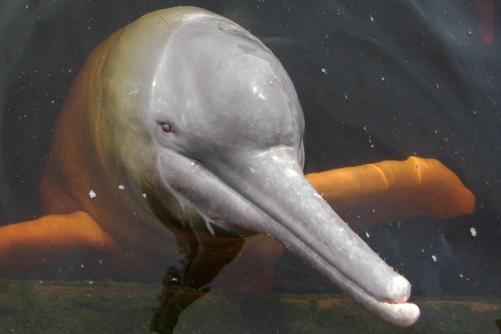 População de botos-cor-de-rosa da Amazônia cai pela metade a cada década